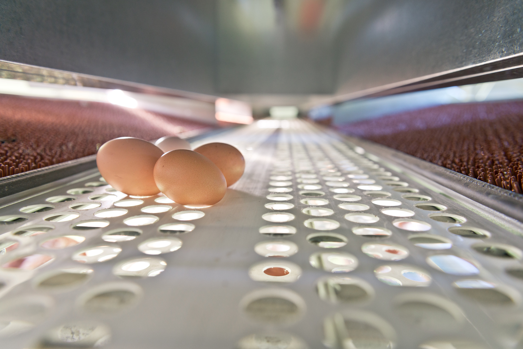 Chicken Manure Conveyor Belt – Conveyor Belting Ireland